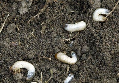 How To Treat for Grubs [Prevent Before its Too Late]