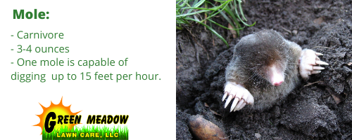 Moles vs Gophers vs Voles