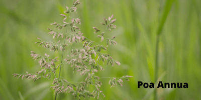 How To Get Rid of Weeds in My Lawn [The Ultimate Guide]