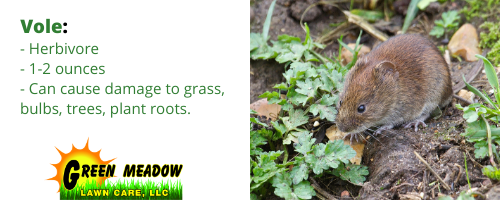 Tunnels in My Lawn When the Snow Melts [Voles?]