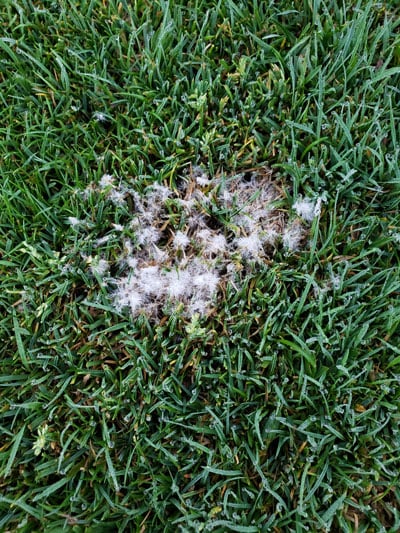 What Does Pythium Blight Look Like? [Disease Identification]